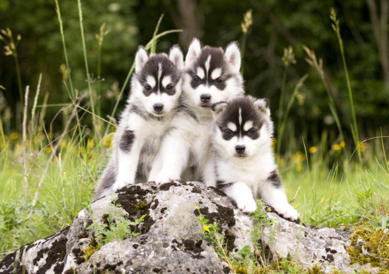 Chiot Husky - Acheter un Chiot Husky Lof et de qualité dans un élevage